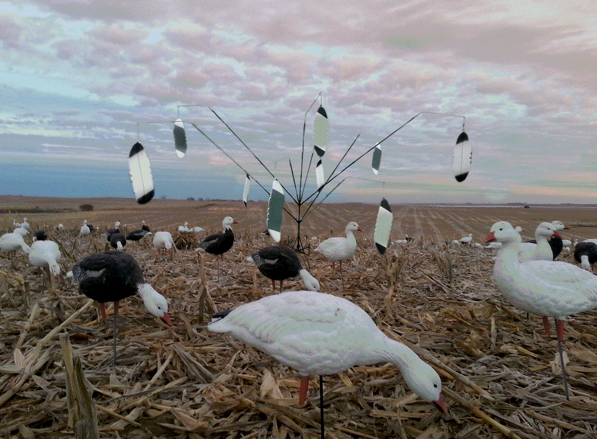 360 Air Wing Snow Goose Decoy Kit – Reel Wings