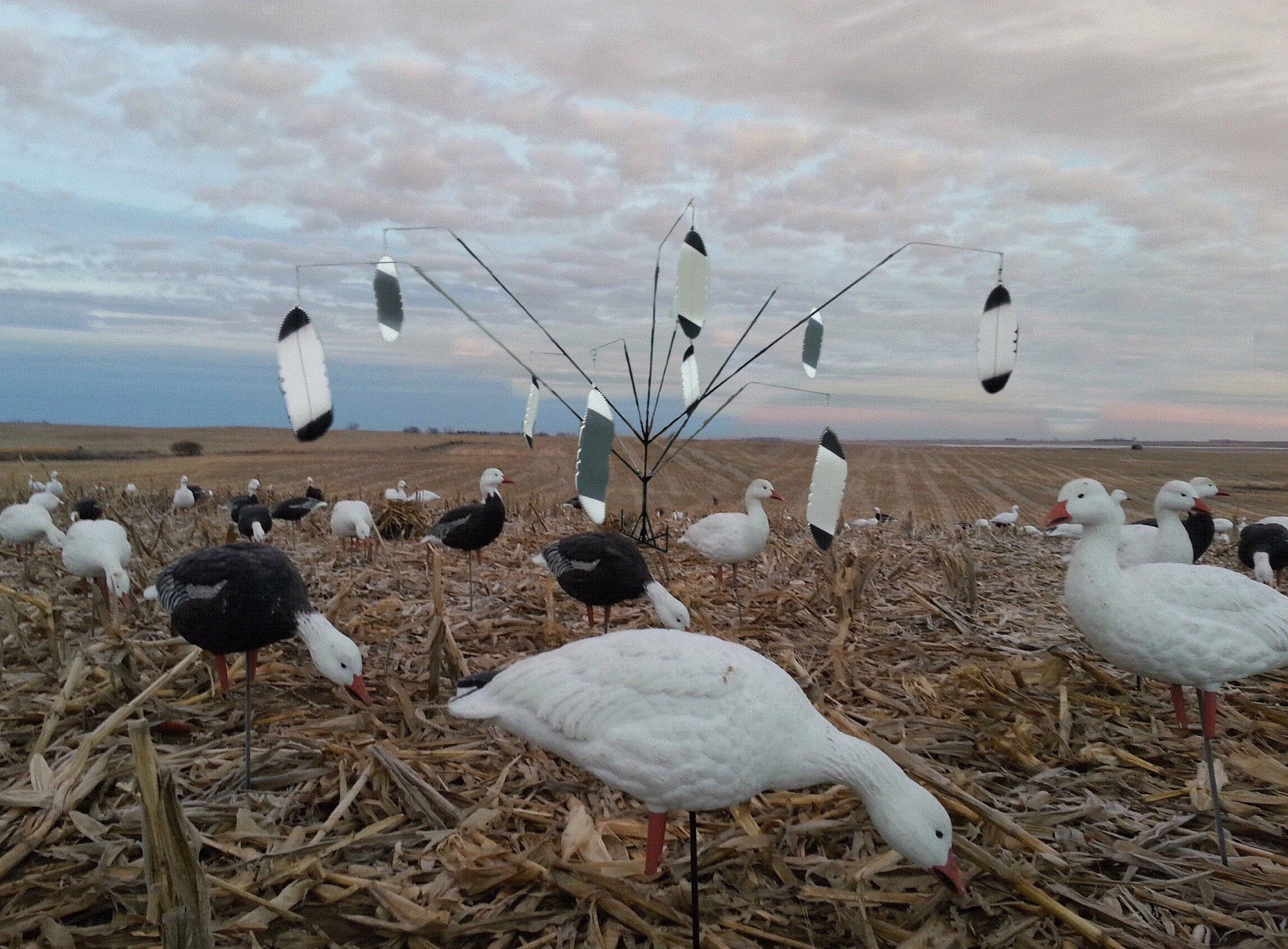 360 Air Wing Snow Goose Decoy Kit – Reel Wings